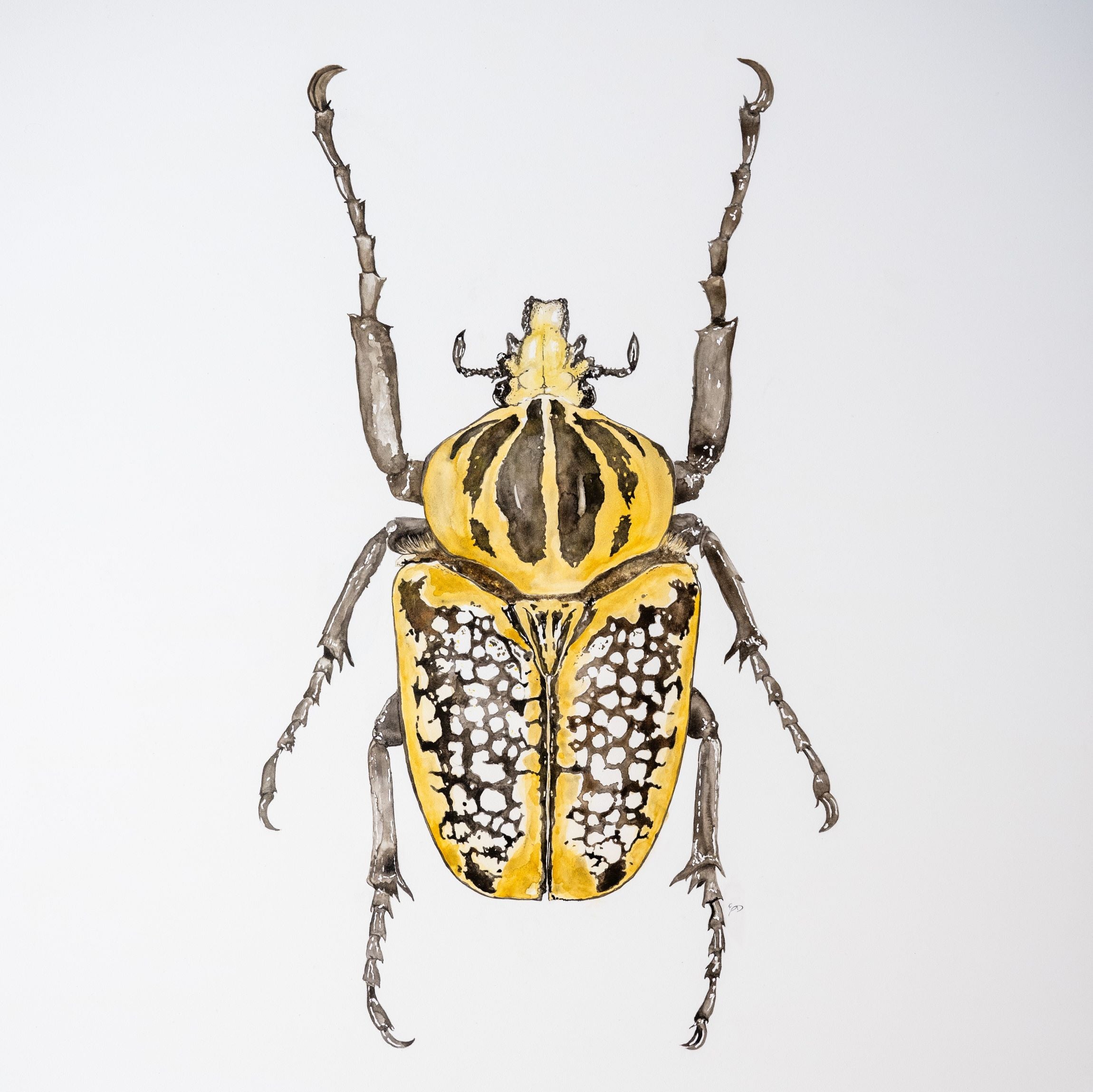 Goliath Beetle Goliath Beetle | ClipArt ETC